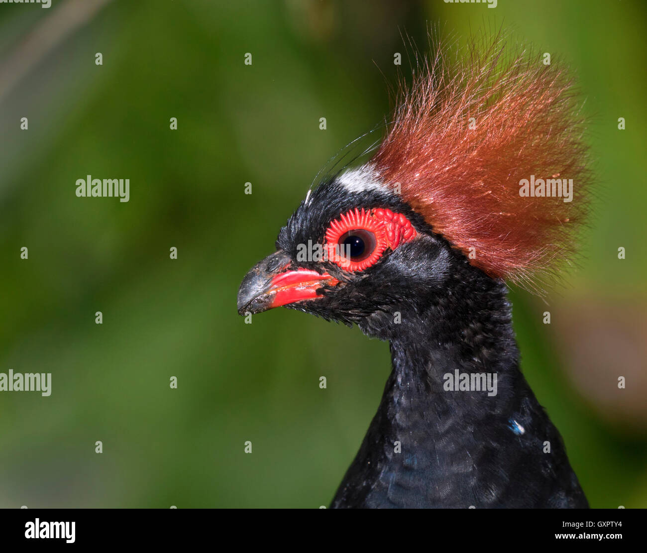 Crested wood partridge (Rollulus rouloul) portrait, captive (native to ...