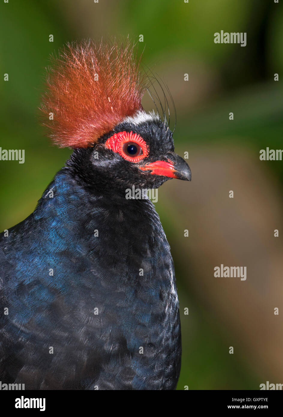 Crested wood partridge (Rollulus rouloul) portrait, captive (native to ...