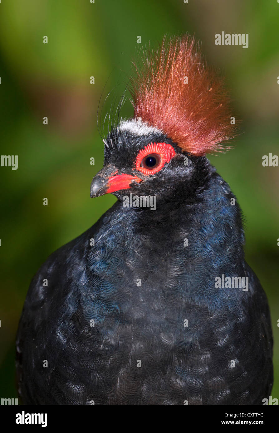 Crested partridge hi-res stock photography and images - Alamy