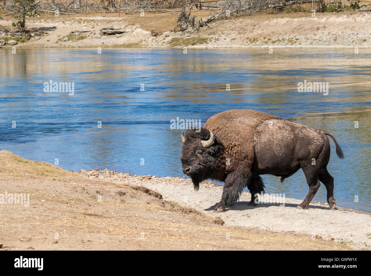 Male american bison bison bison near the yellowstone river hi-res stock ...