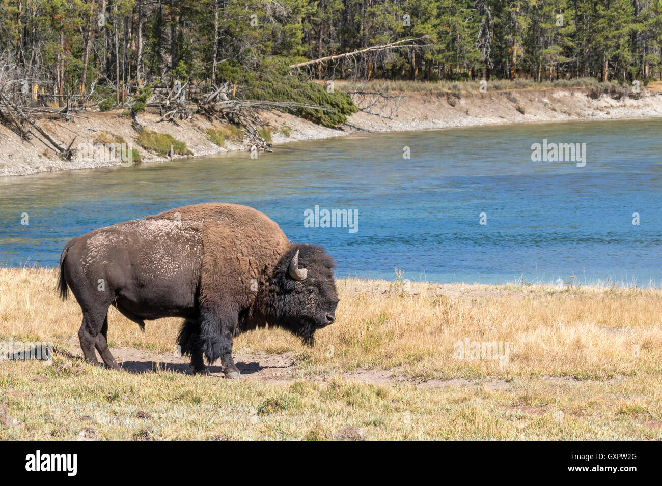 Male American bison (Bison bison) grazing near the Yellowstone River ...