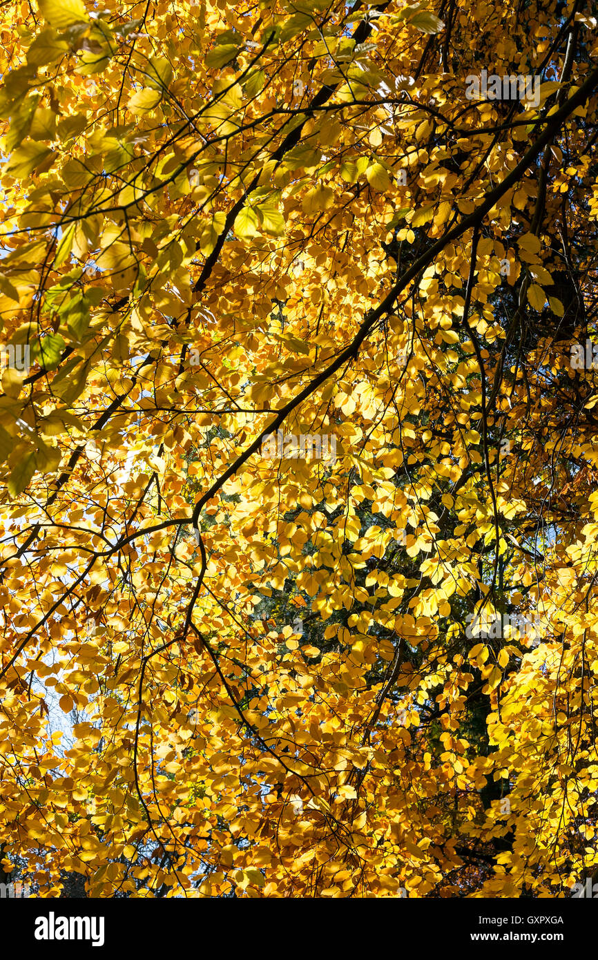 Branch of bright autumn golden foliage with sunlight Stock Photo - Alamy