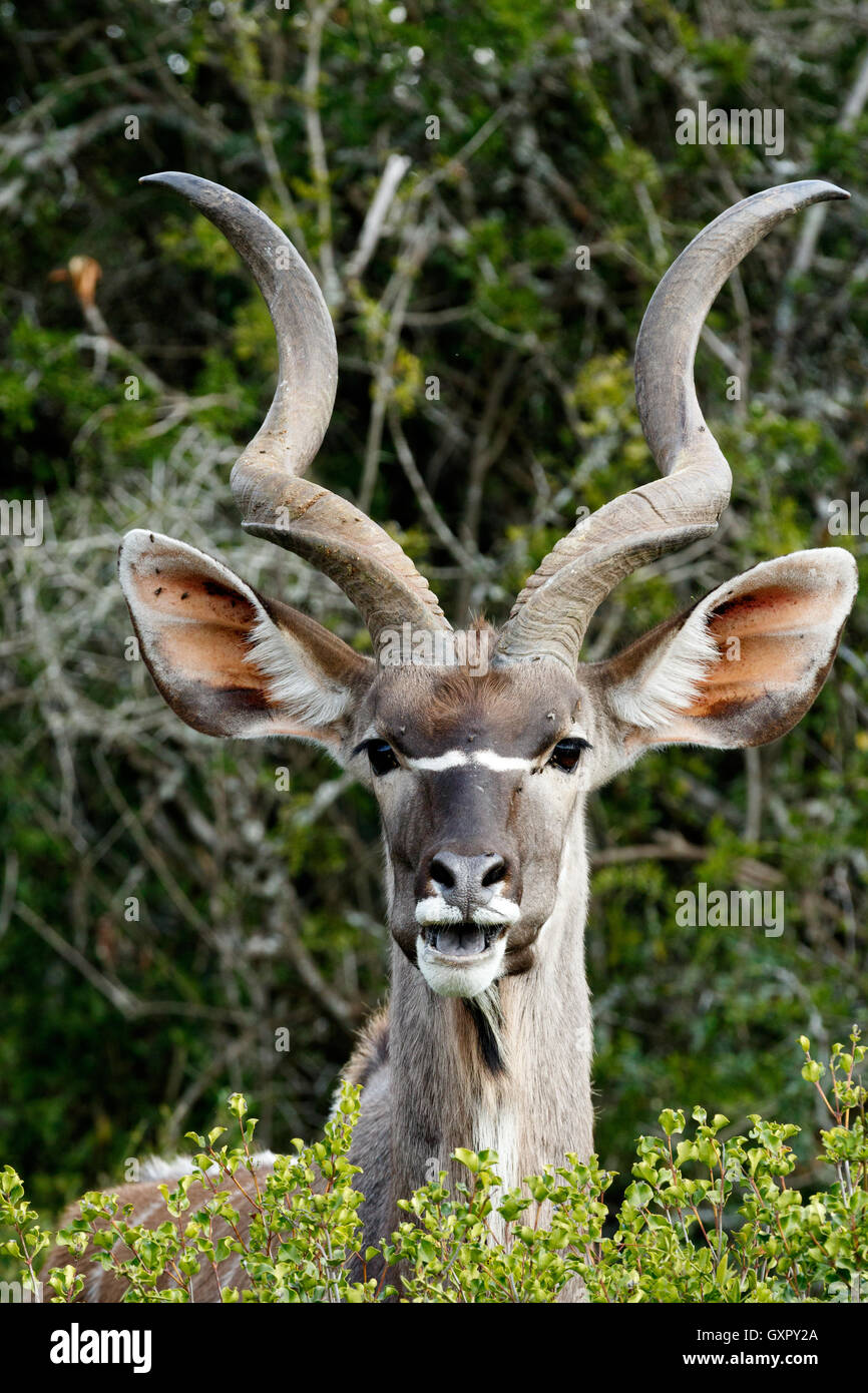 Antelope photos hi-res stock photography and images - Alamy