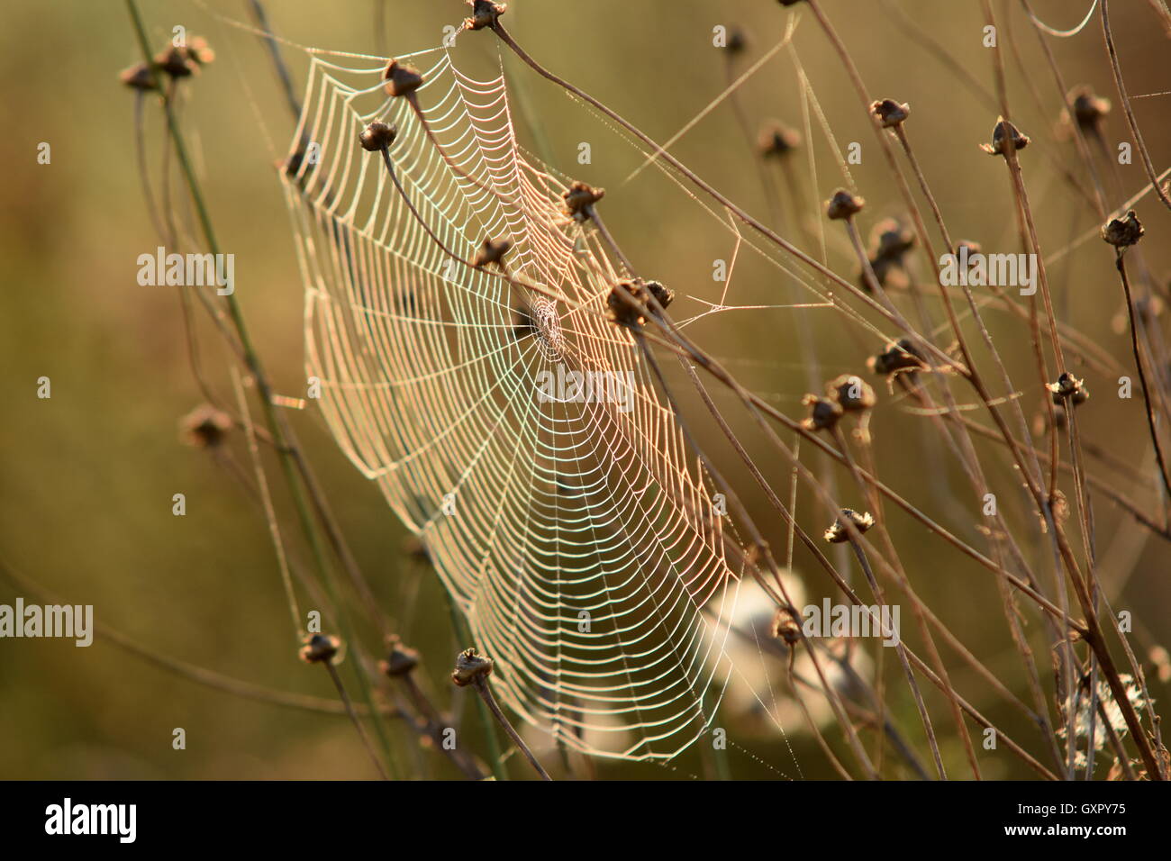 spider's web, dew drops, weather, autumn, sunrise, morning Stock Photo ...