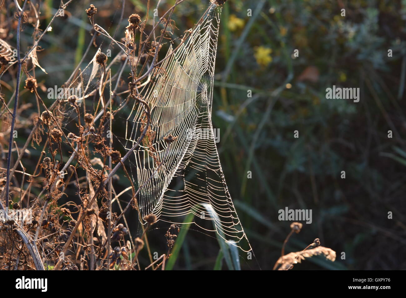 spider's web, dew drops, weather, autumn, sunrise, morning Stock Photo ...