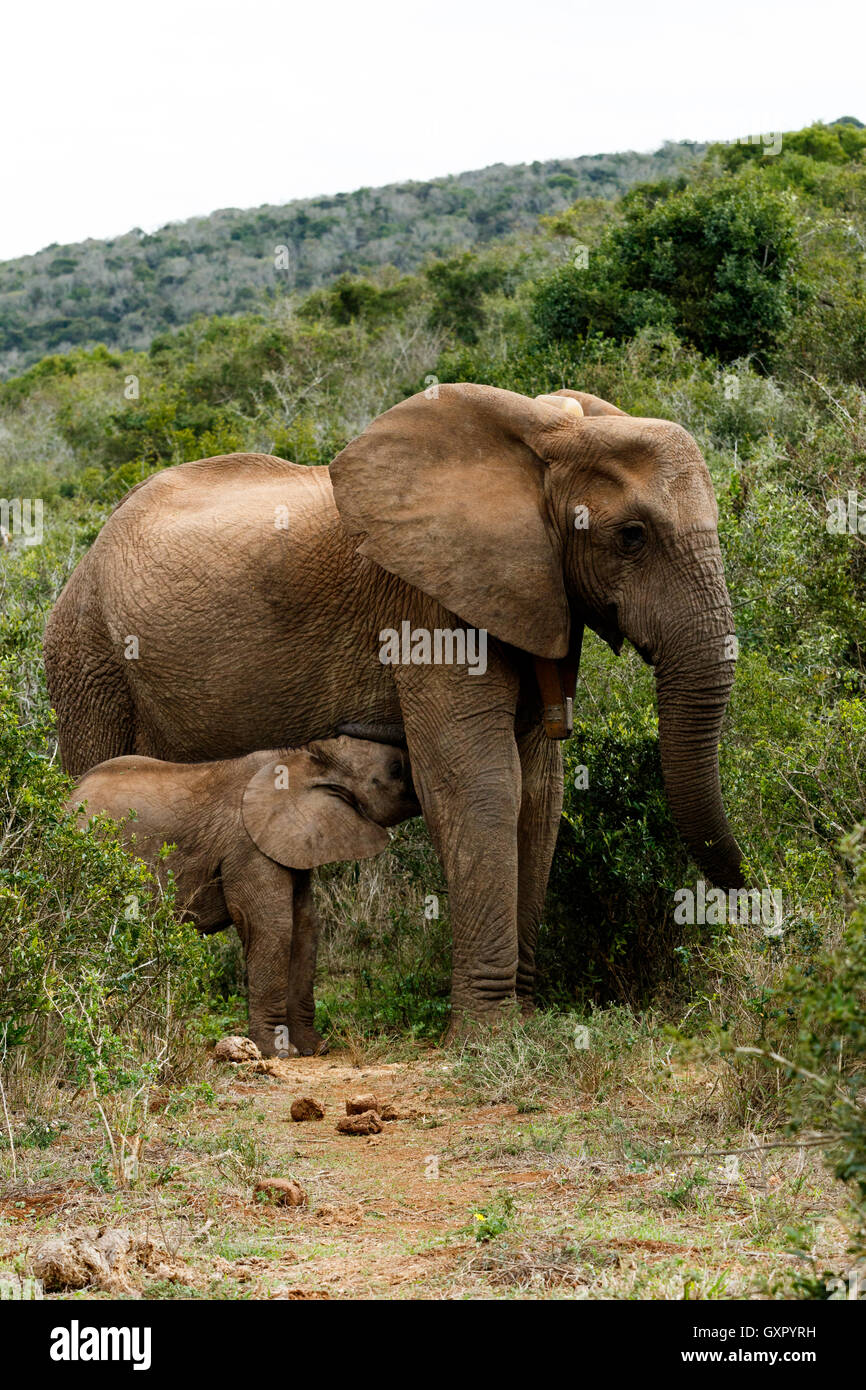 Baby African Bush Elephant