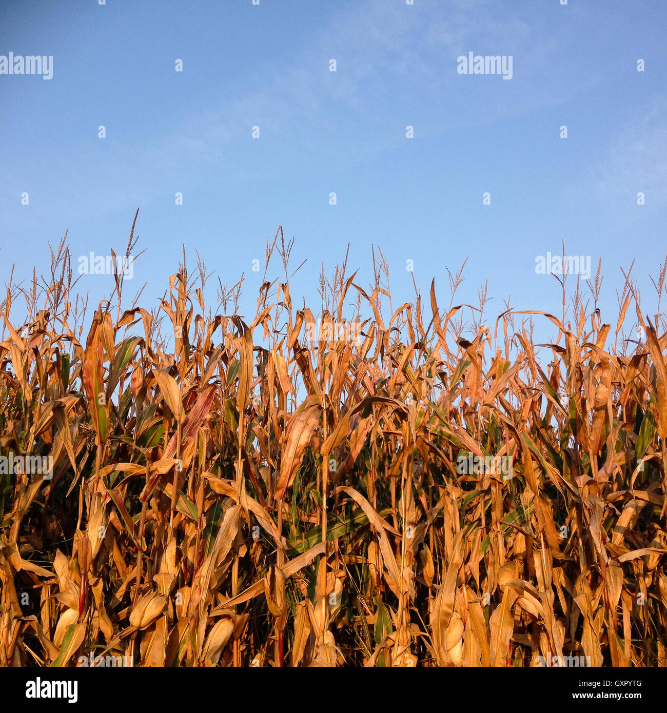 Sunrise in corn field Stock Photo - Alamy