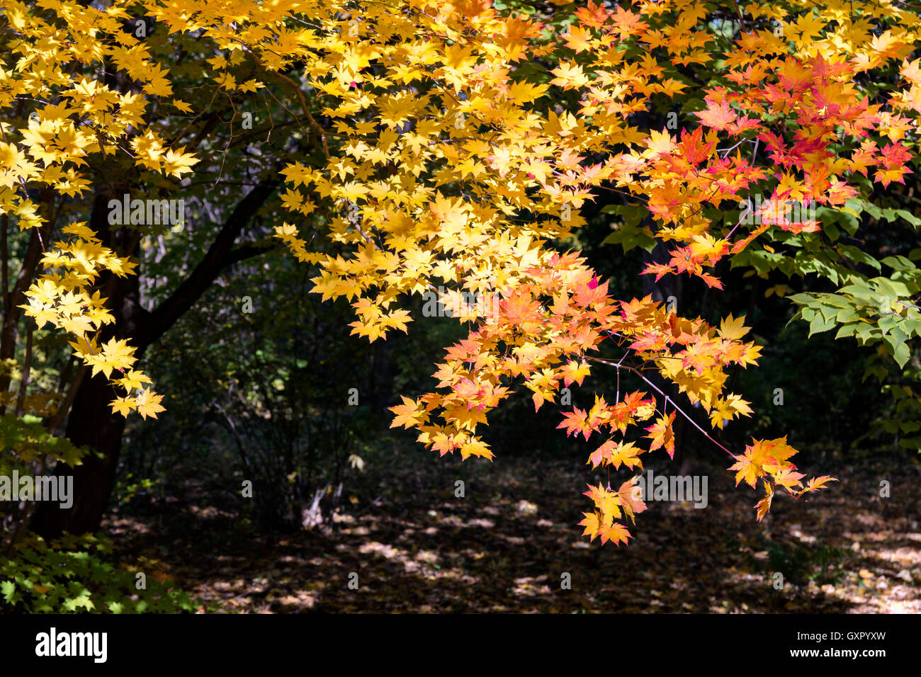 Autumn maple tree with leaves illuminated by sun Stock Photo - Alamy