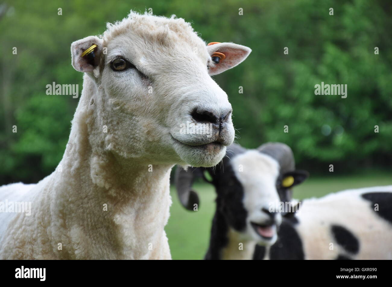 Sheep head profile hi-res stock photography and images - Alamy
