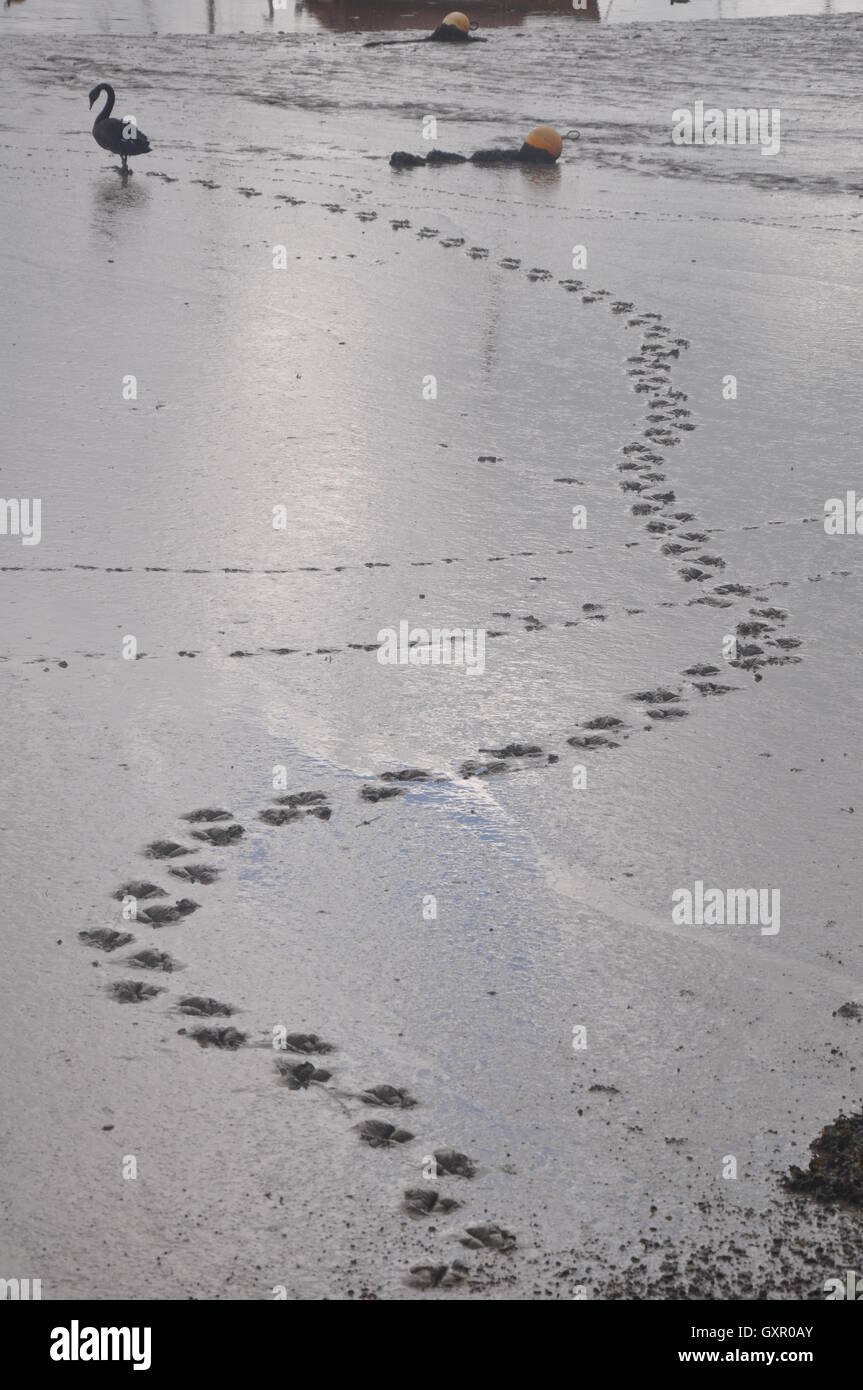 Leaving Tracks High Resolution Stock Photography and Images - Alamy