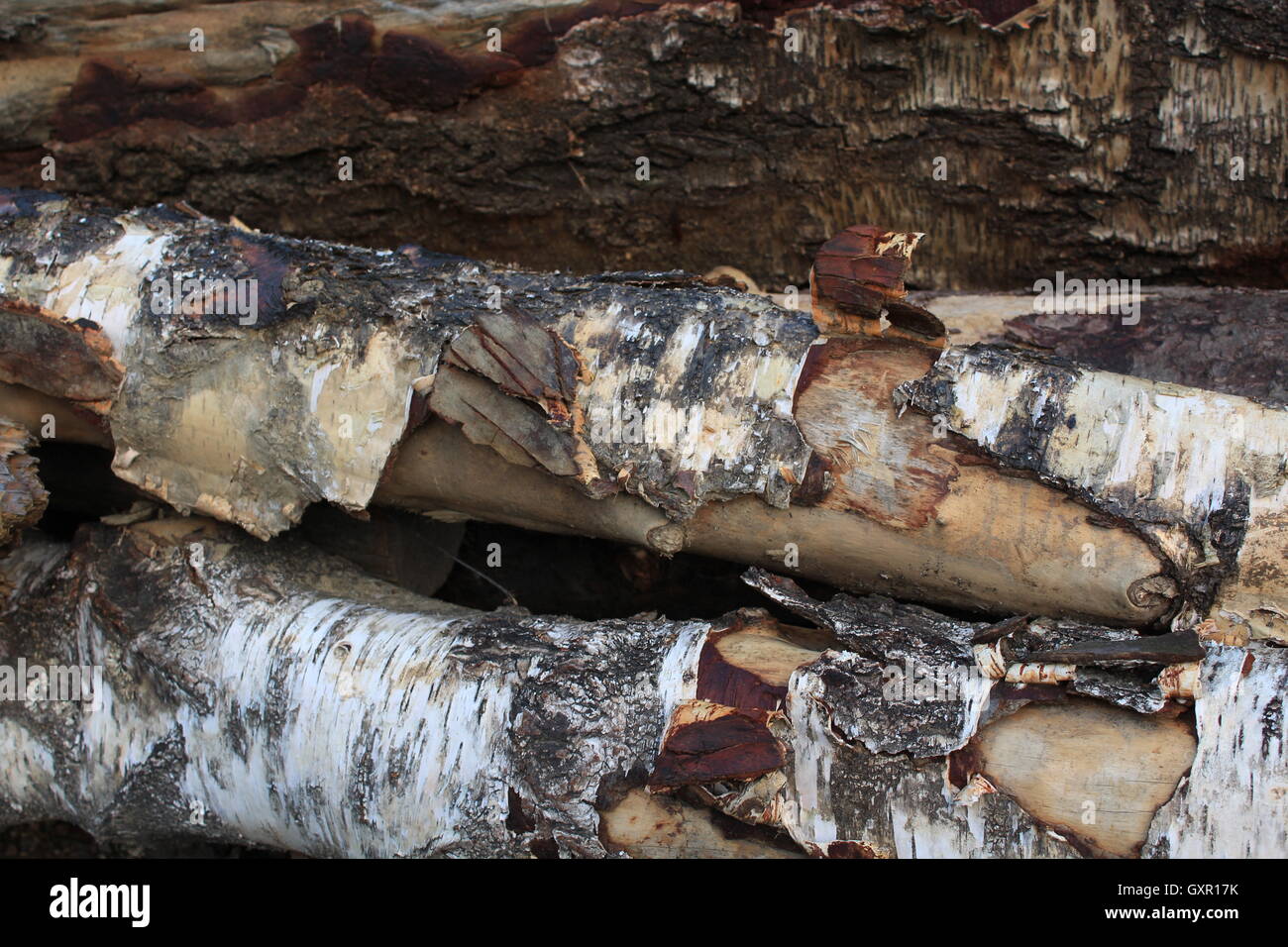 Stem birch hi-res stock photography and images - Alamy