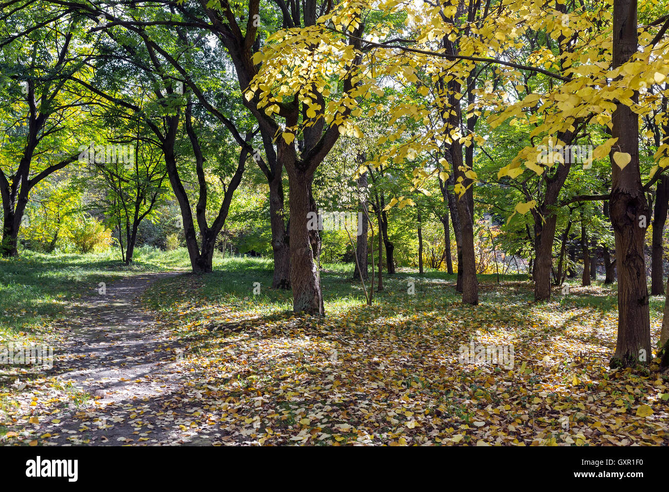 Sunny day in autumn hi-res stock photography and images - Alamy