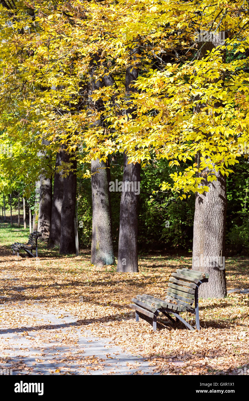 Bench under autumn tree hi-res stock photography and images - Alamy