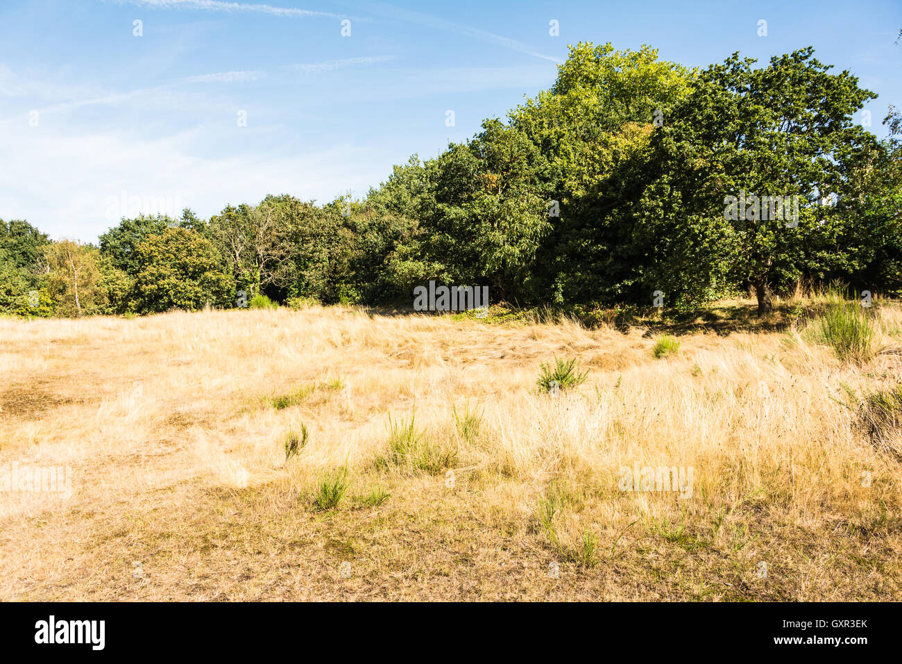 London Barnes Common Barnes High Resolution Stock Photography and ...