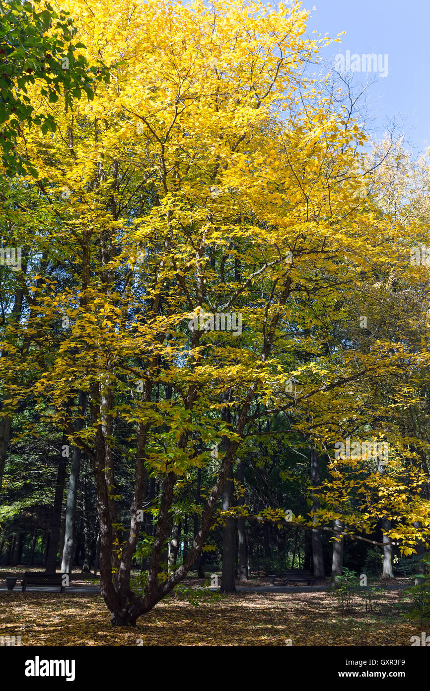 Brightly colored aspen tree in autumn park Stock Photo - Alamy