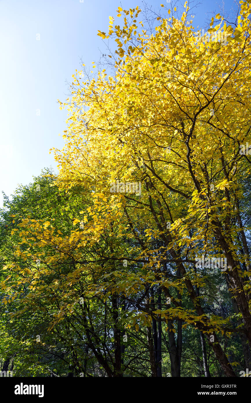 Autumn landscape with beautiful colored trees in forest Stock Photo - Alamy
