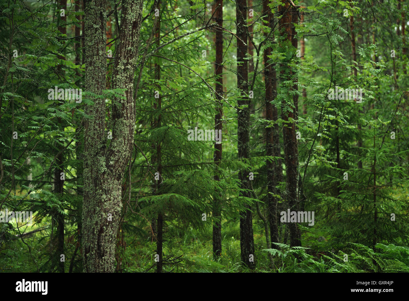wet green summer forest of karelia Stock Photo - Alamy