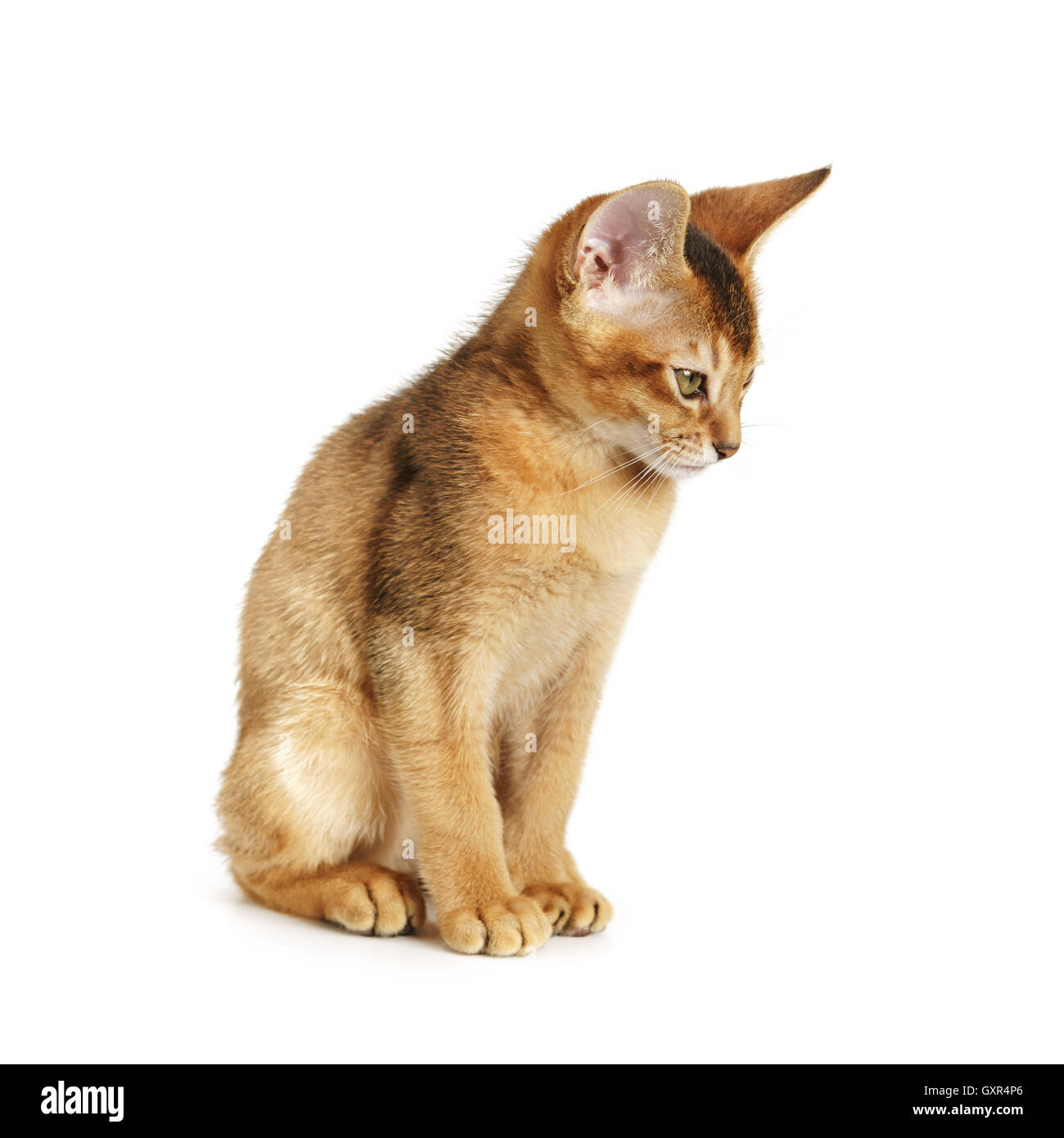 wild color abyssinian kitten 3 month sitting on white background ...