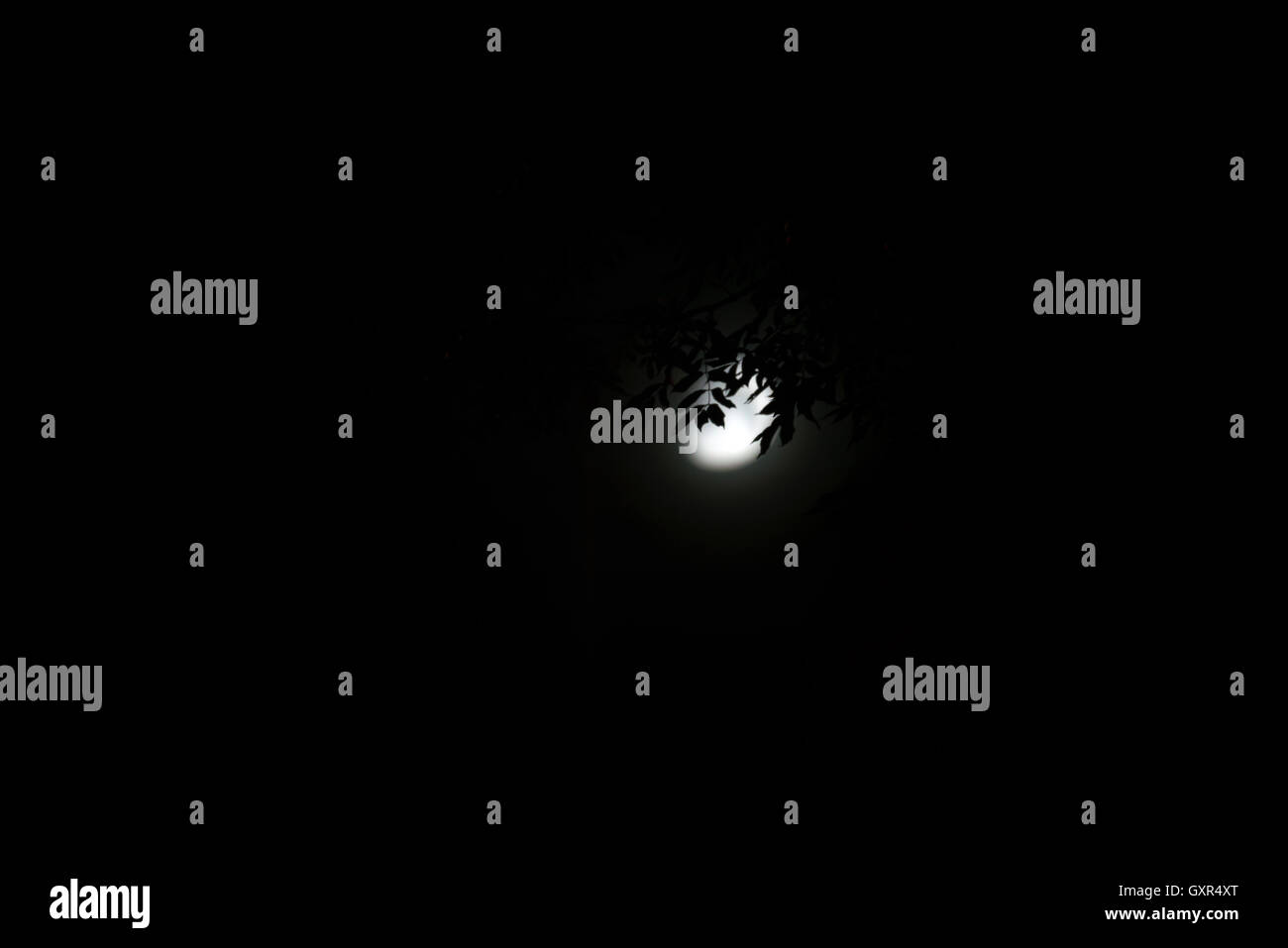 Night background moon tree hi-res stock photography and images - Alamy