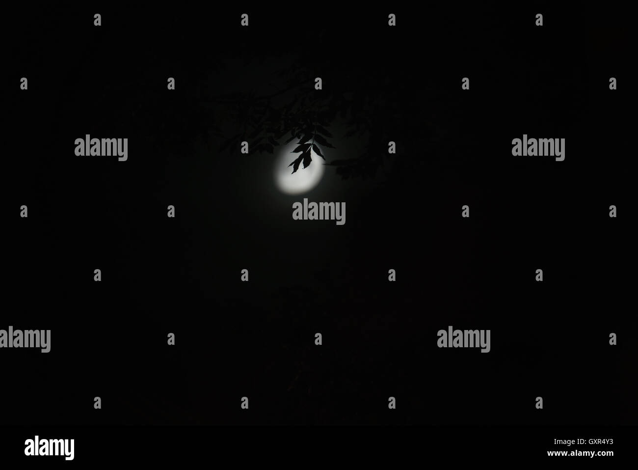 Night background moon tree hi-res stock photography and images - Alamy