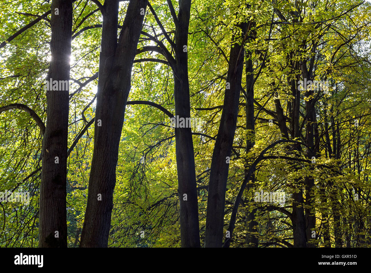 Row of autumnal trees with colorful foliage and sun rays Stock Photo ...