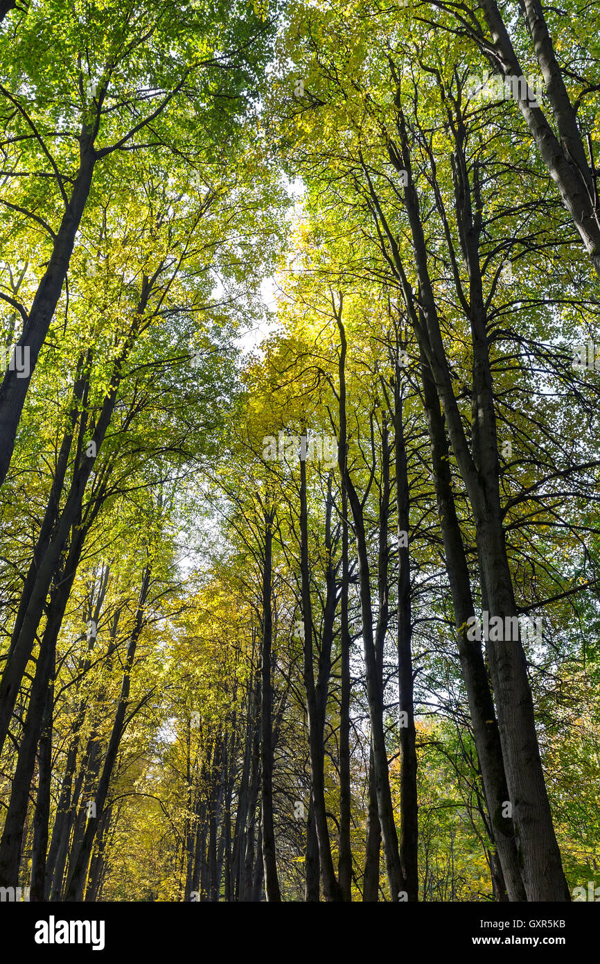 Autumn sun shining through the canopy of autumn high beech trees Stock ...