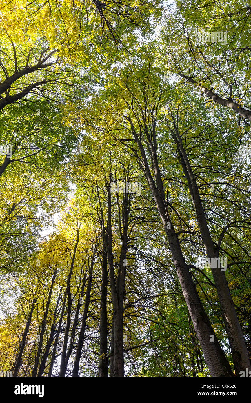 Shining autumn leaf hi-res stock photography and images - Alamy