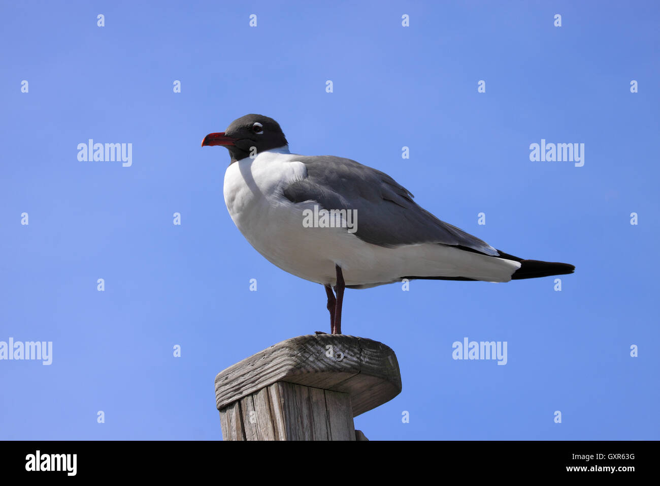 seagull long island new york Stock Photo - Alamy