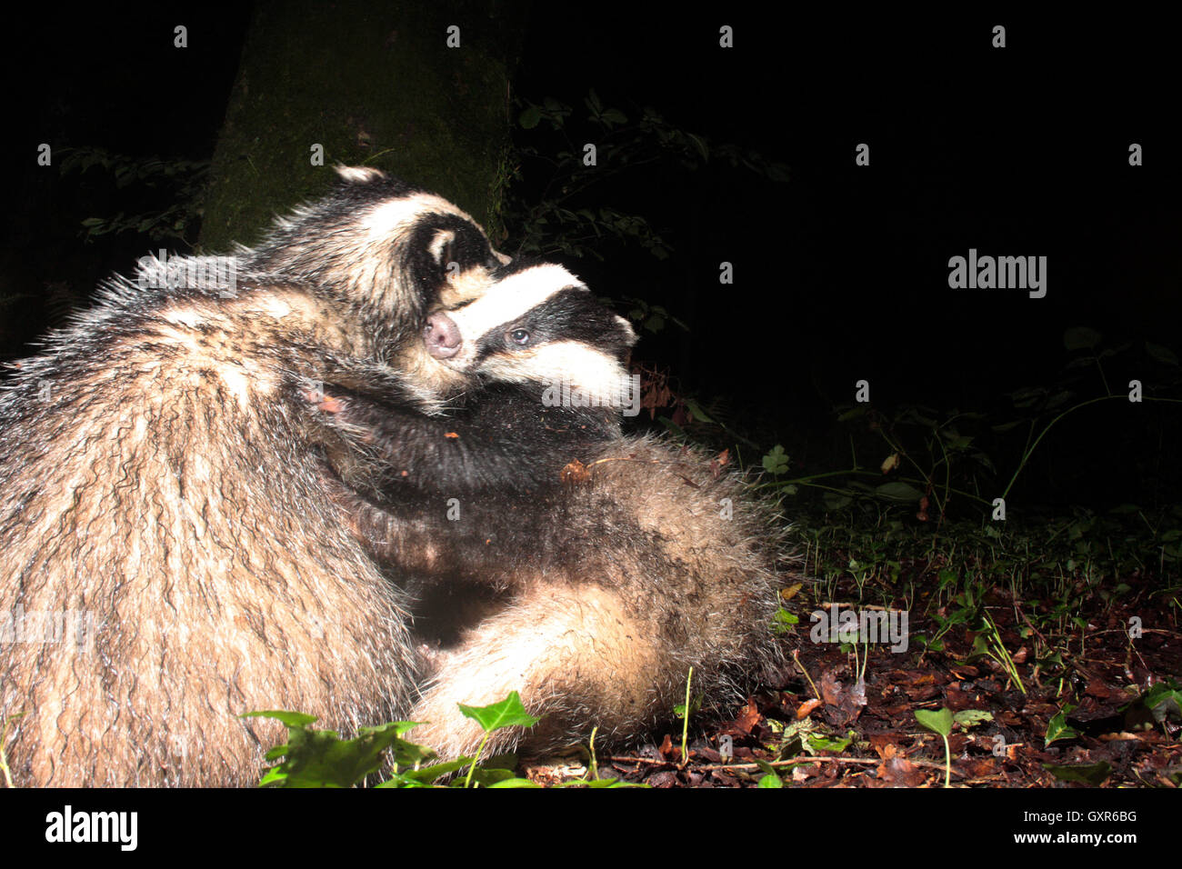 European badger fighting hi-res stock photography and images - Alamy