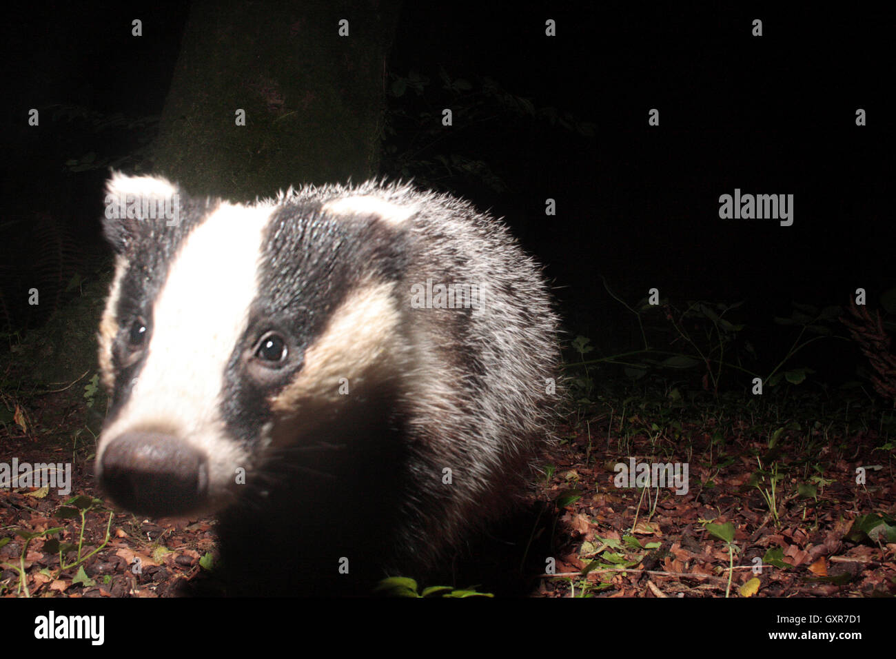 European badger fighting hi-res stock photography and images - Alamy