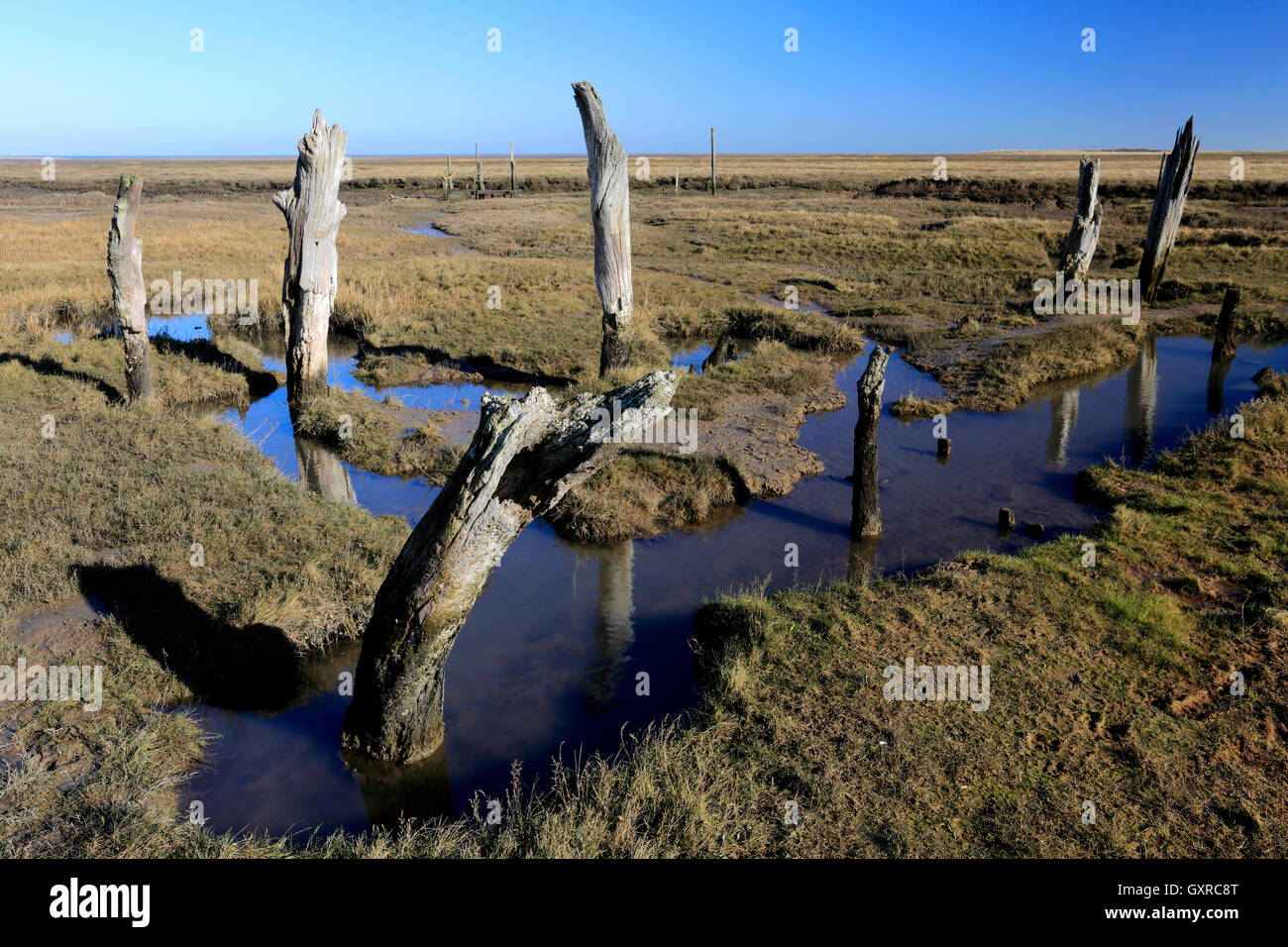The remains of old wooden posts in marshland, Thornham salt marshes ...
