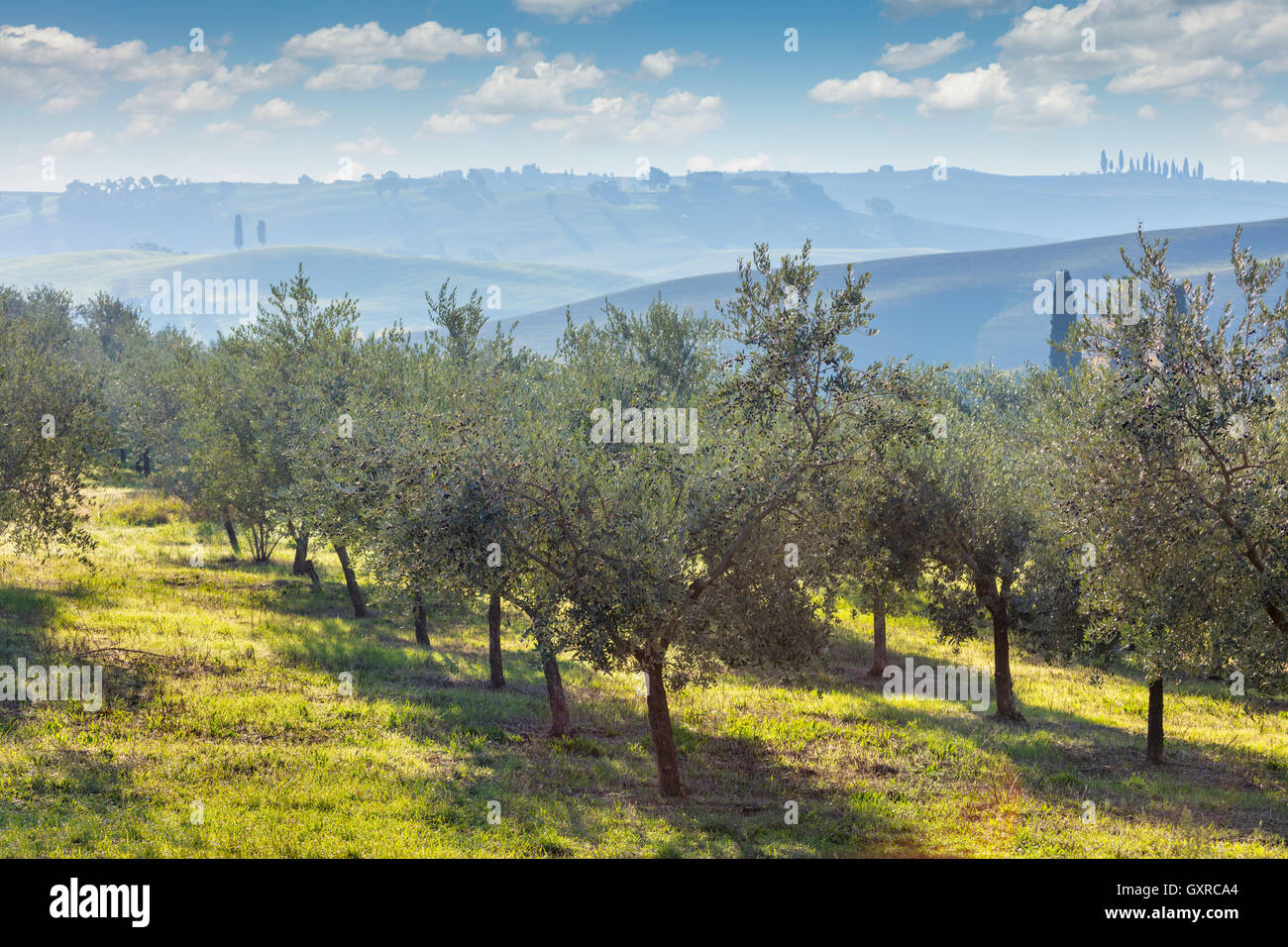 Beautiful morning landscape of Olive trees plantation in harvest ...