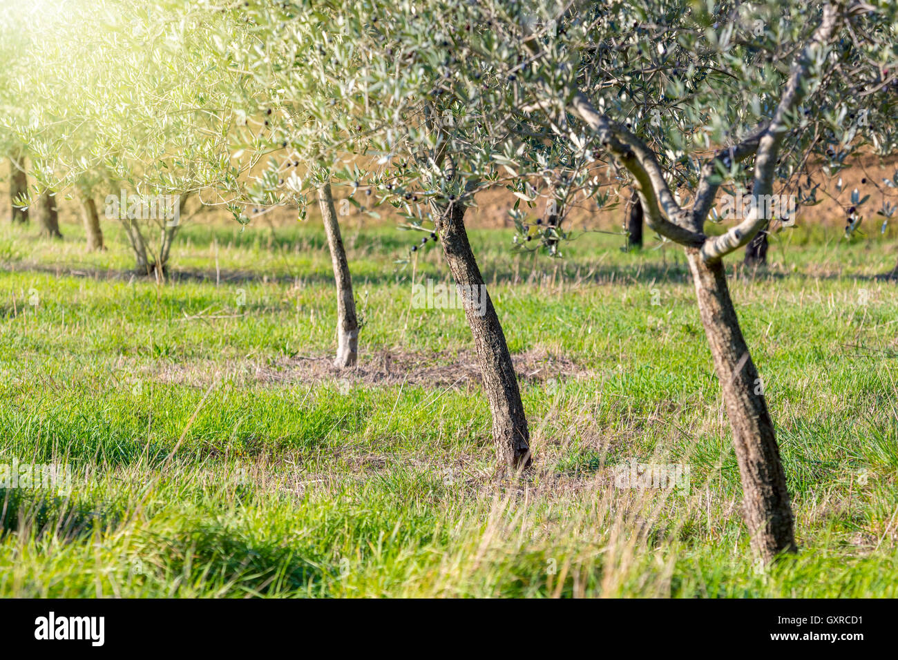 Beautiful sunrise landscape of Olive trees plantation - harvest ...