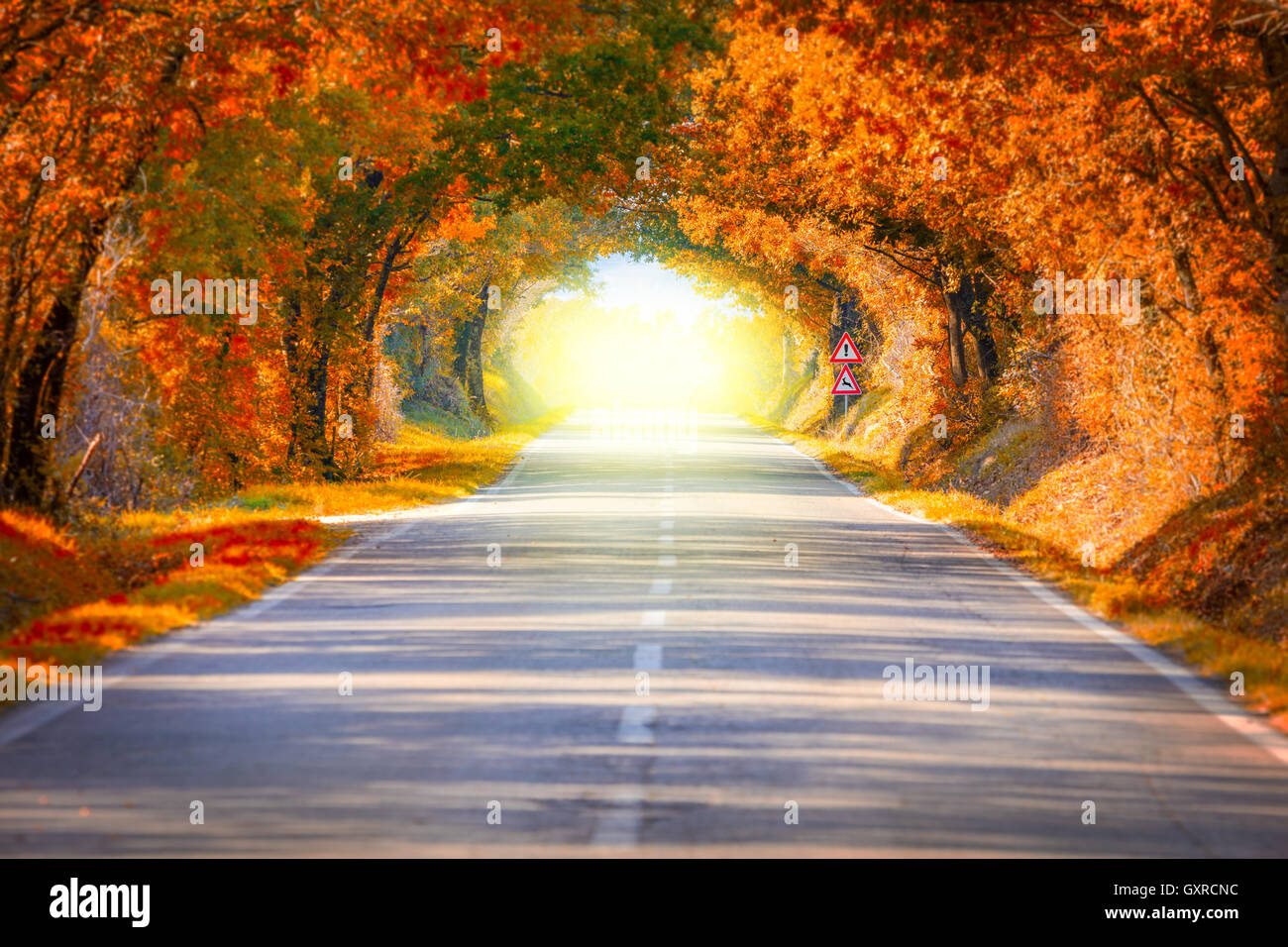 Autumn Fall Road landscape - Real trees tunnel and magic light ...