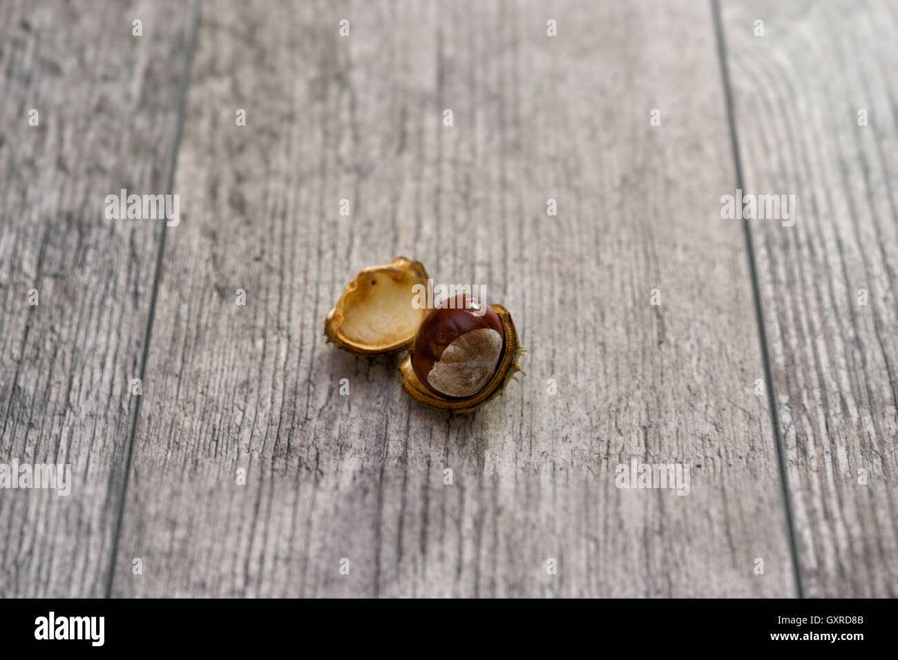 Single Chestnut in shell Stock Photo - Alamy