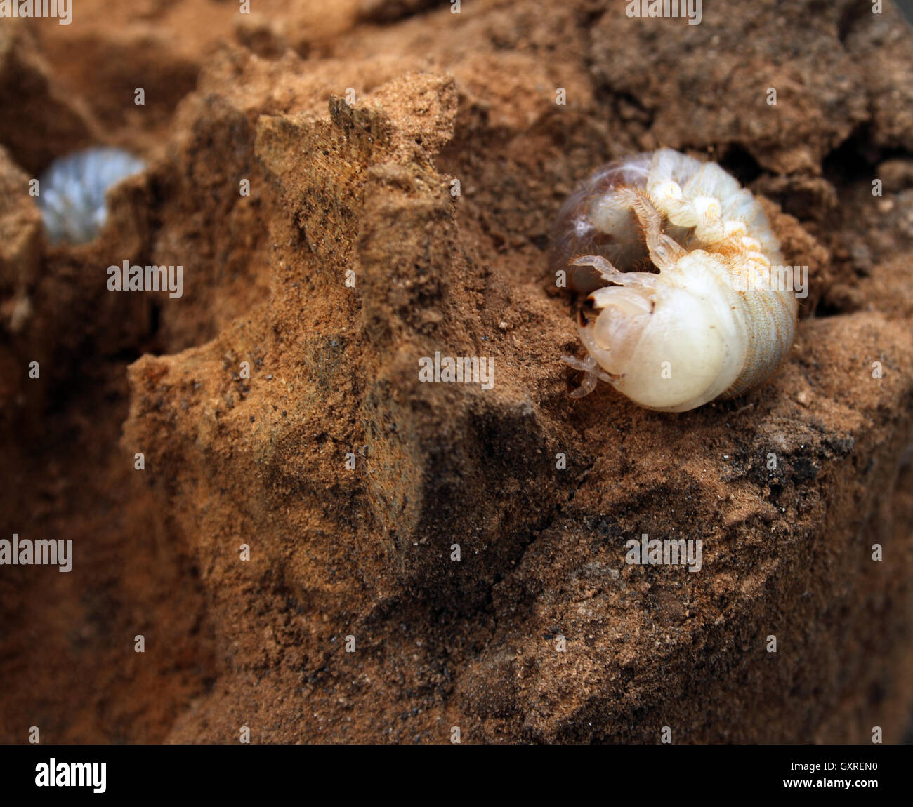big larva of may-bug in dung Stock Photo - Alamy