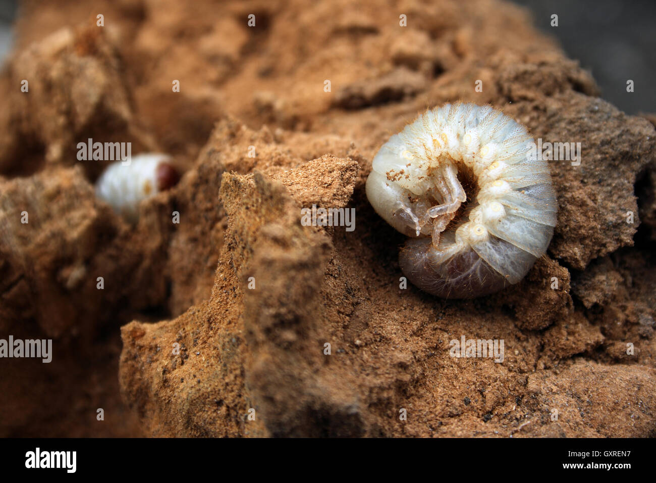 big larva of may-bug in dung Stock Photo - Alamy