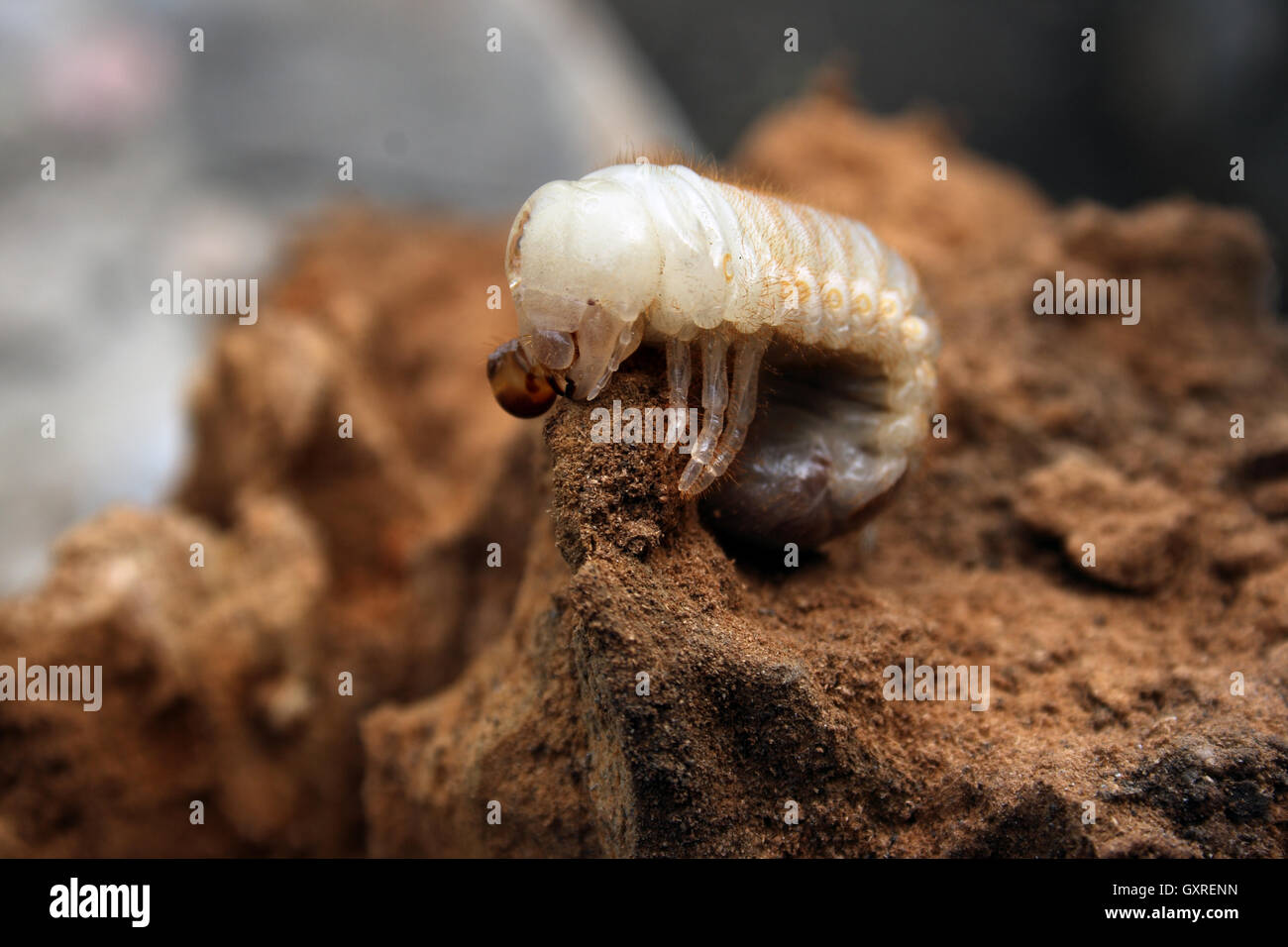 Dung beetle larva hi-res stock photography and images - Alamy