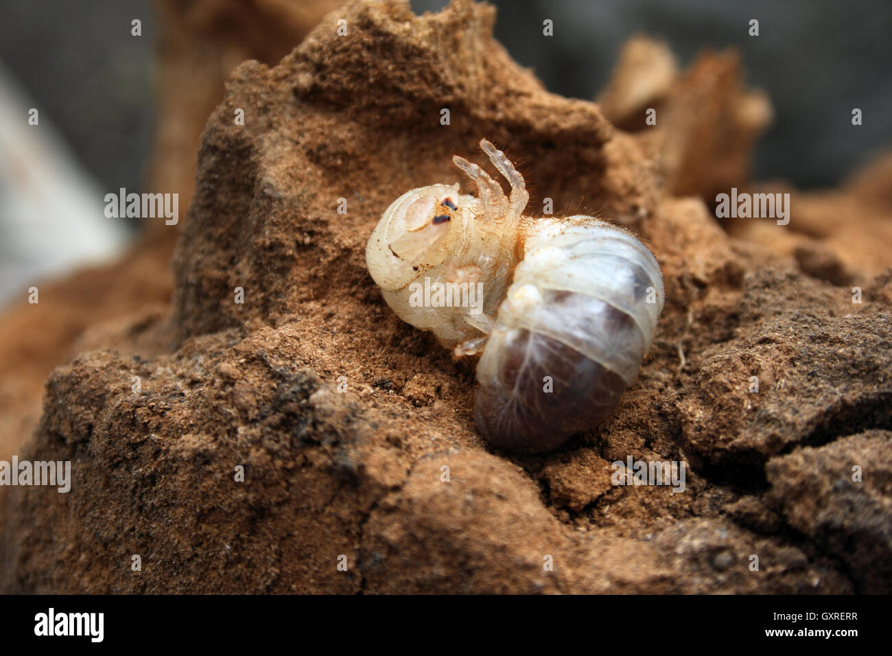 Dung beetle larva hi-res stock photography and images - Alamy