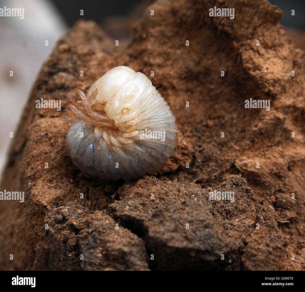 big larva of may-bug in dung Stock Photo - Alamy