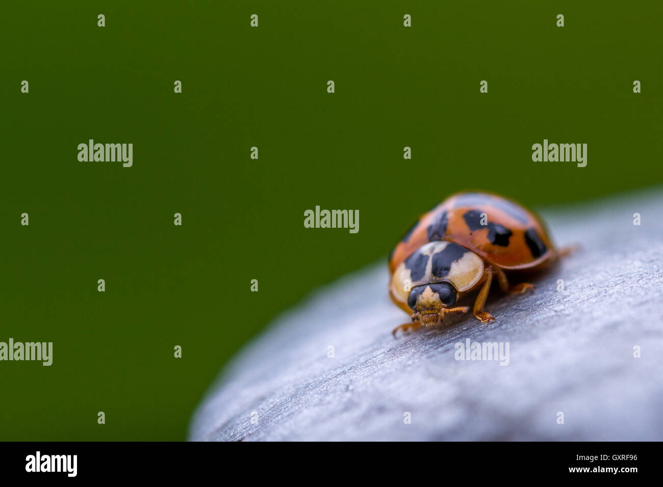Harlequin ladybird, Harmonia axyridis, the most invasive ladybird on ...
