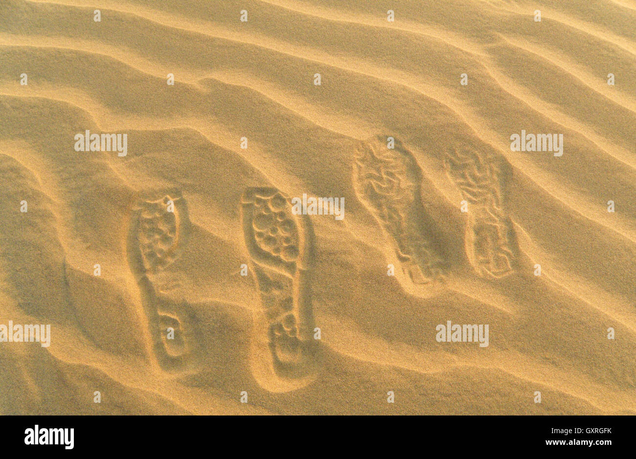 Footprints in the sand of Great Indian Desert, Rajasthan, India Stock ...
