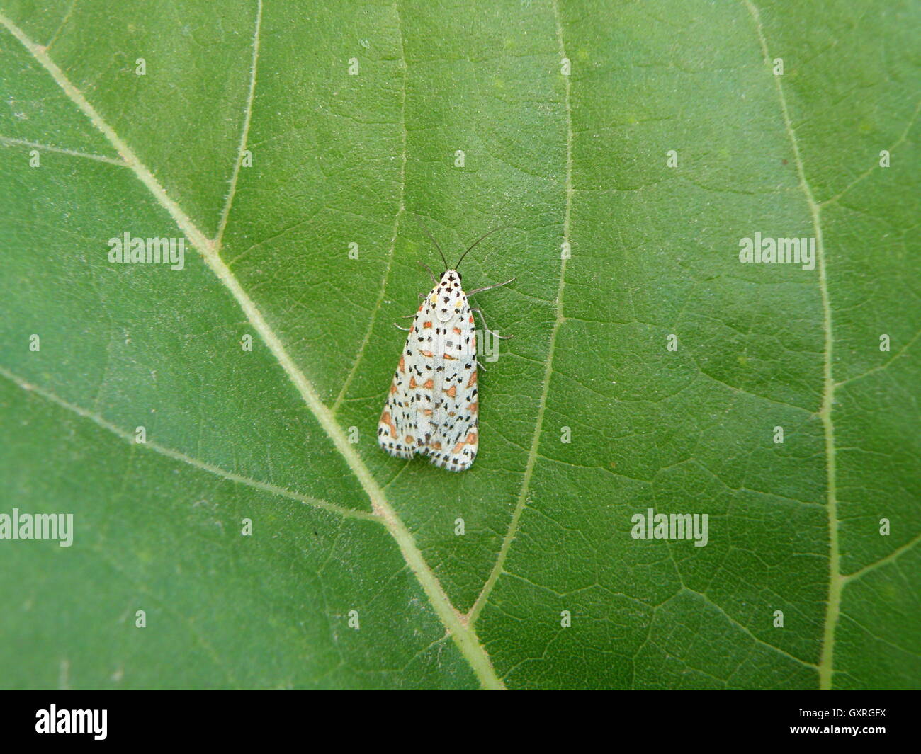A Lovely Dotted Insect on the Green Leaf Stock Photo - Alamy