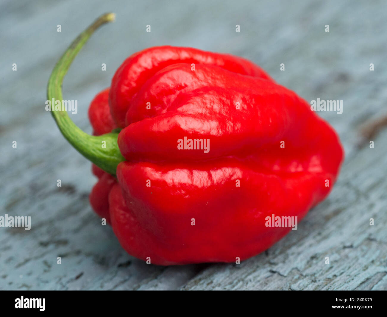 Carolina Reaper or HP22B Cilli Pepper is the world's hottest pepper ...