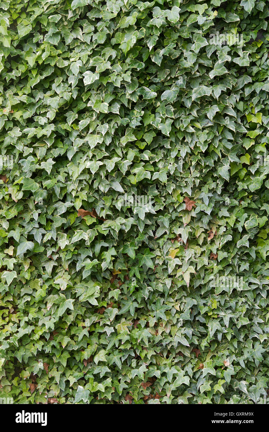 Variegated Ivy Plant High Resolution Stock Photography and Images - Alamy