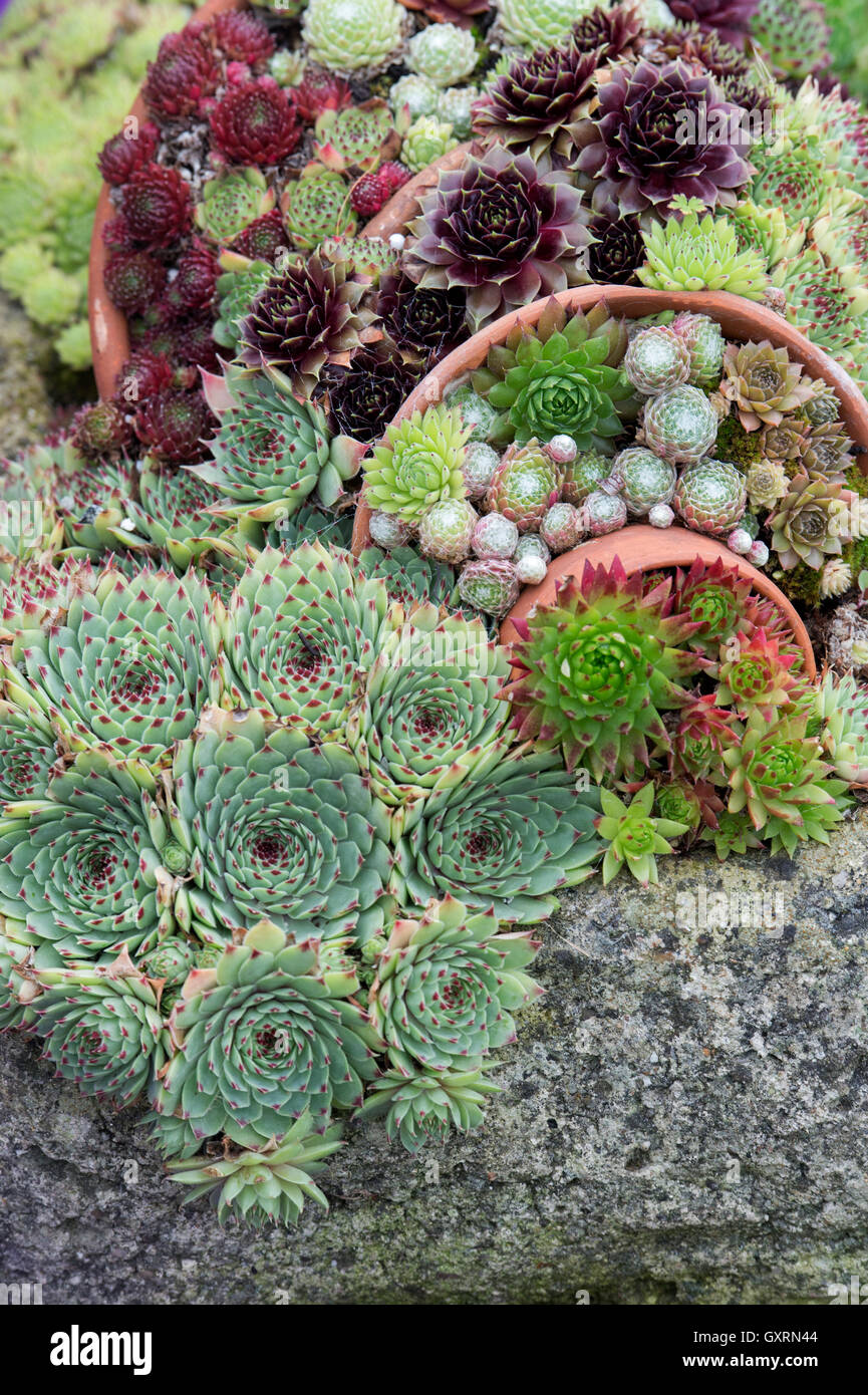 Sempervivums High Resolution Stock Photography and Images - Alamy