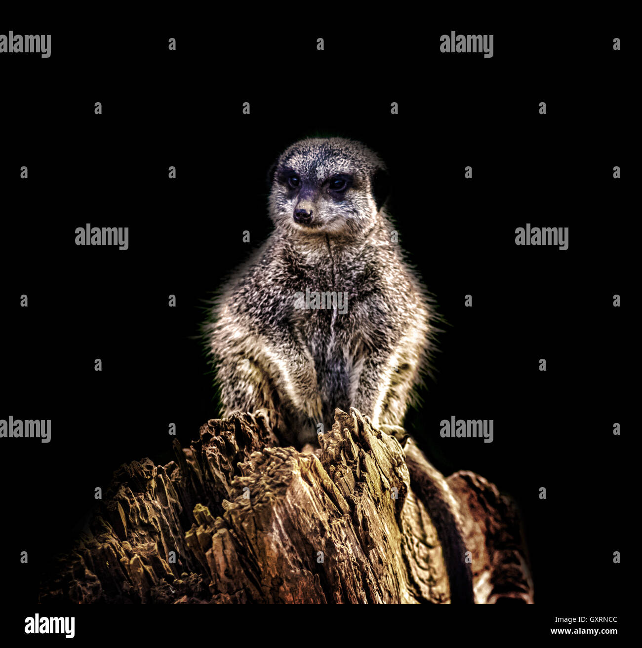 Curious meerkat standing guard hi-res stock photography and images - Alamy