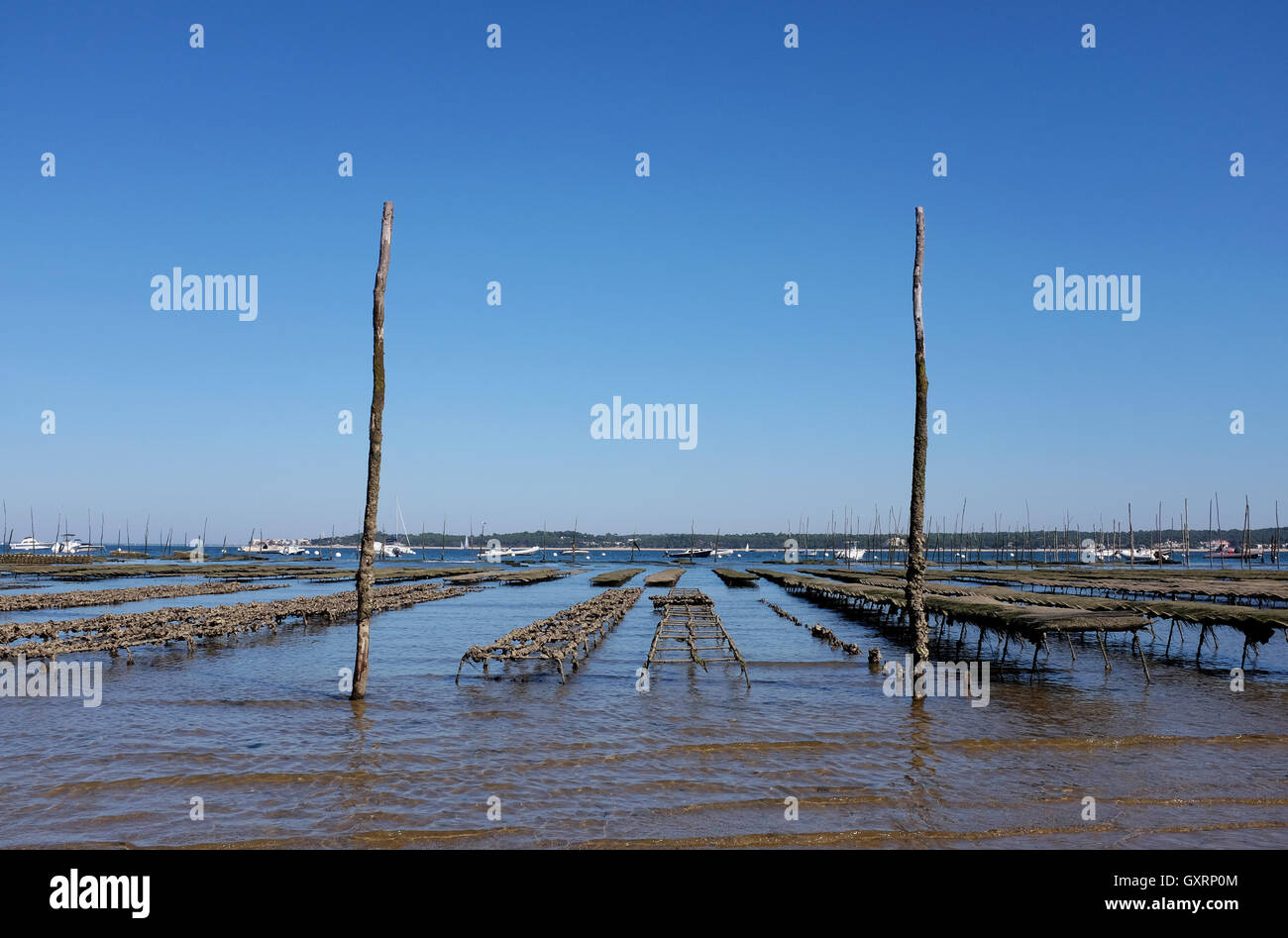 Oyster nets and farm at Cap Ferret on Atlantic coast of France Stock ...