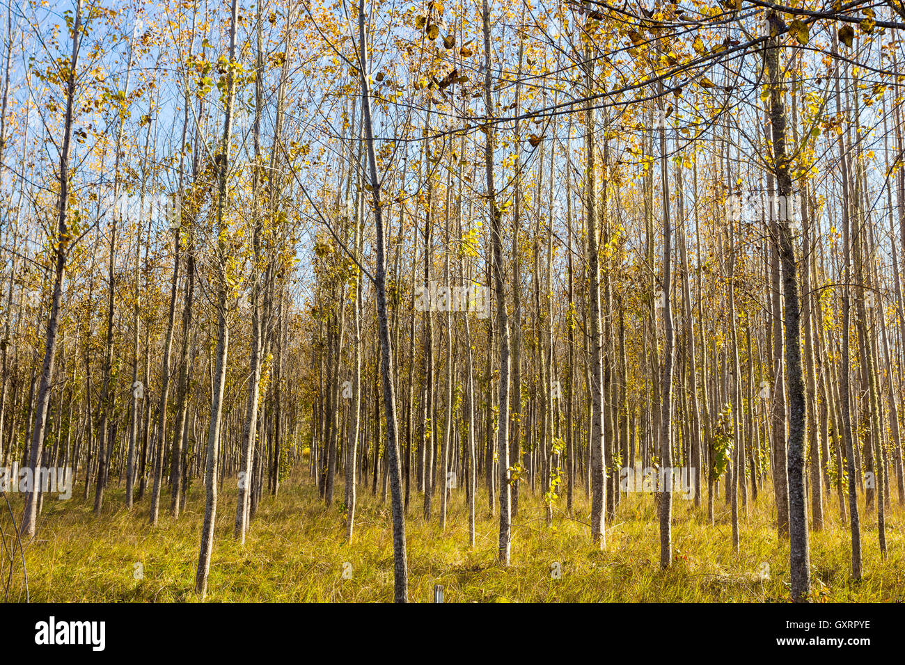 Fall Colors Tree Farm Stock Photo - Alamy
