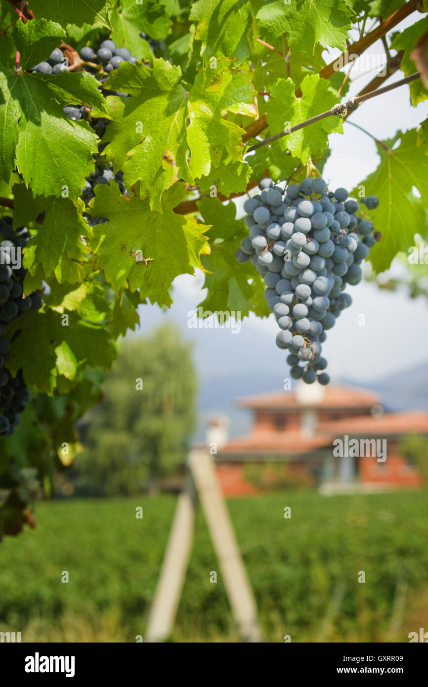 Franciacorta winery hi-res stock photography and images - Alamy